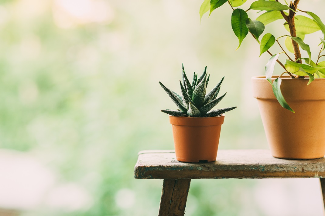 5 φυσικοί τρόποι για να κρατήσετε τα ενοχλητικά έντομα μακριά από το σπίτι | Alithia.gr